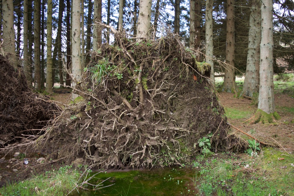 Root plates – Century Wood – notes from a Shropshire woodland
