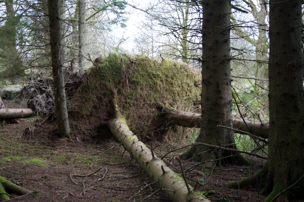 Root plates – Century Wood – notes from a Shropshire woodland