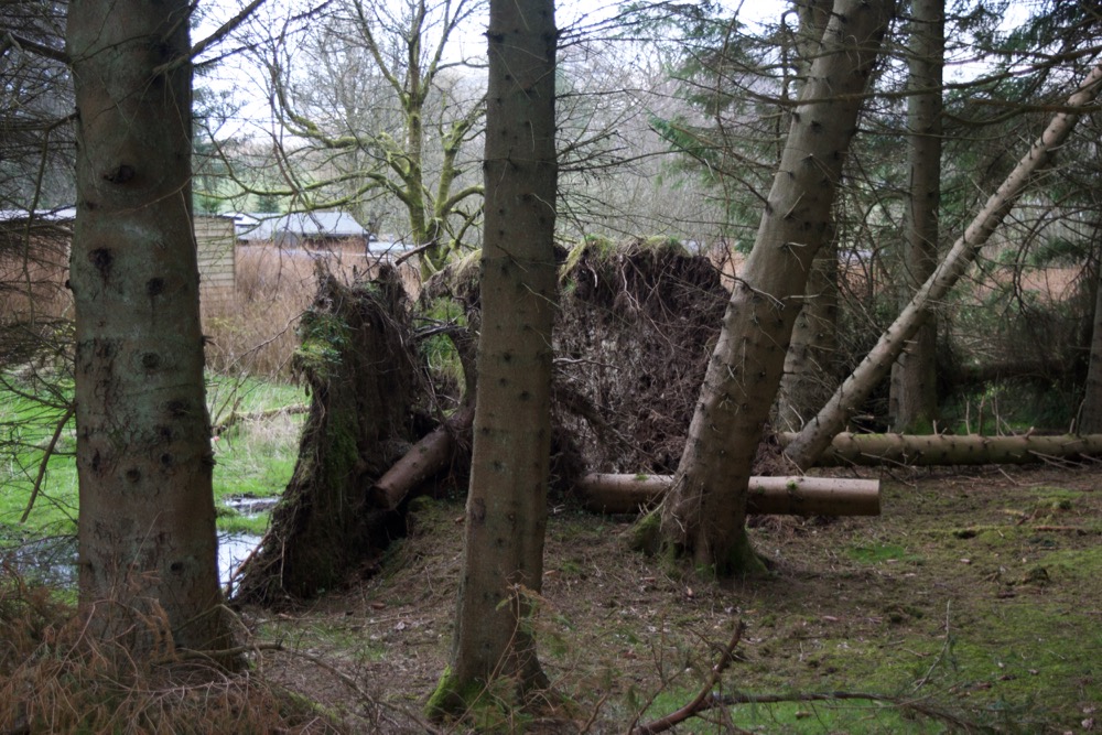 Root plates – Century Wood – notes from a Shropshire woodland