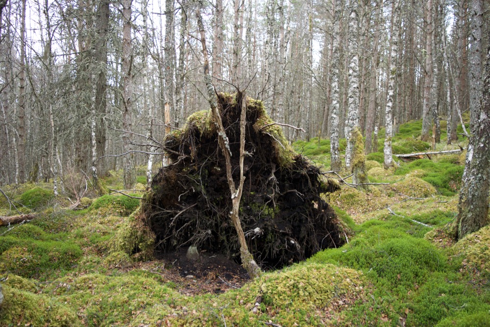 Root plates – Century Wood – notes from a Shropshire woodland