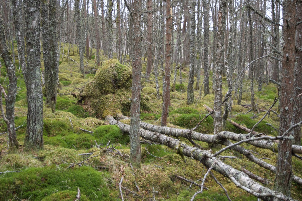 Root plates – Century Wood – notes from a Shropshire woodland