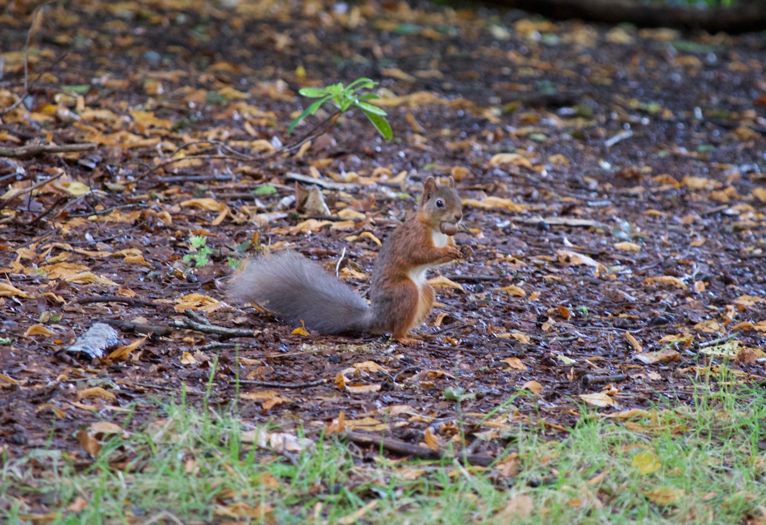 Red squirrels at Allan Bank – Century Wood – notes from a Shropshire ...