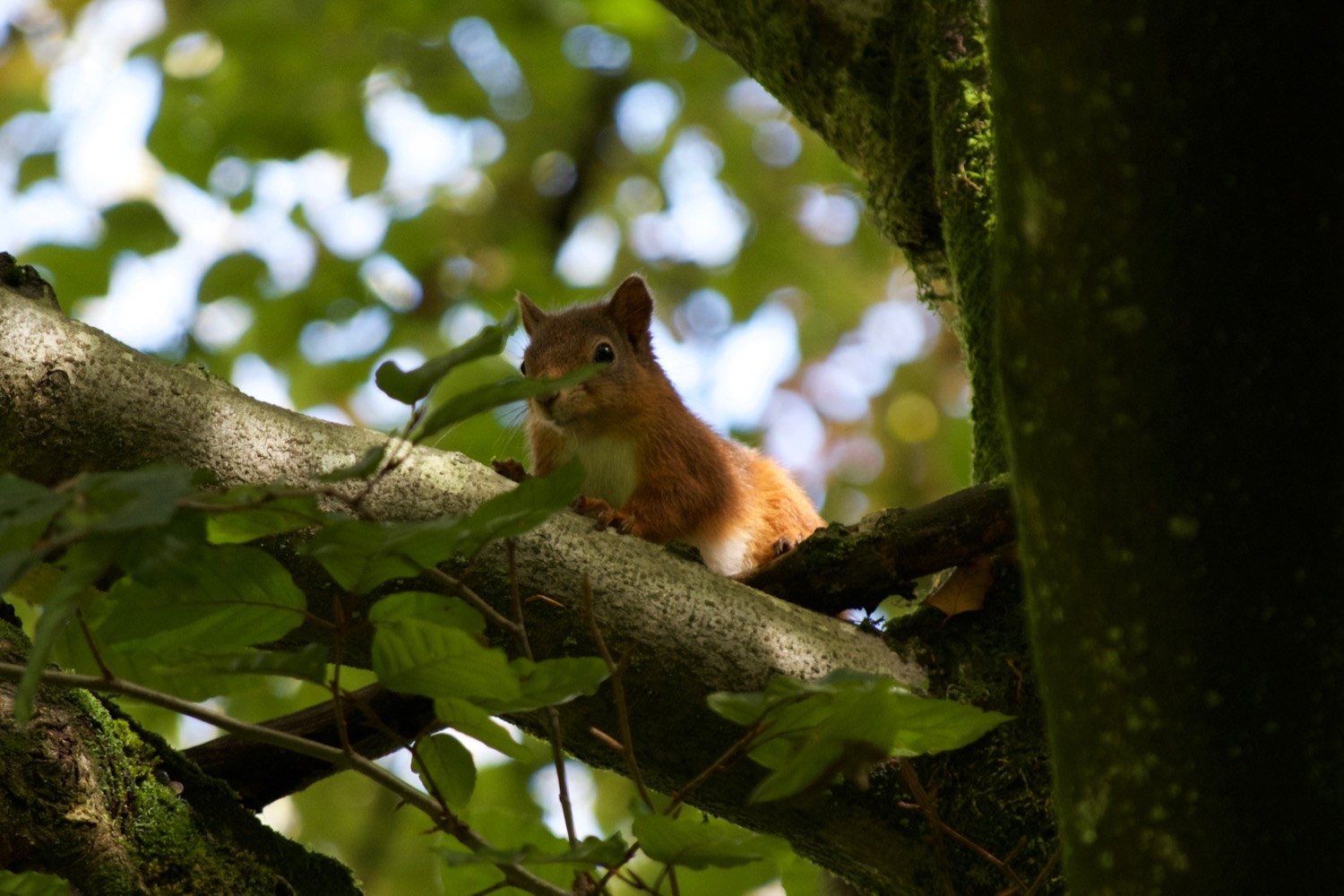 Red squirrels at Allan Bank – Century Wood – notes from a Shropshire ...