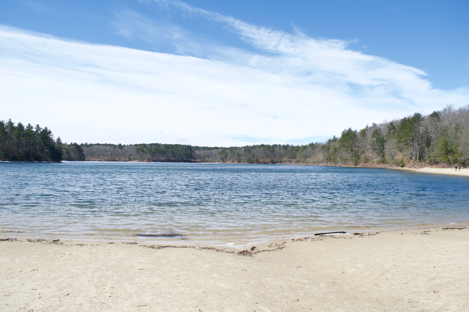 Visiting Walden Pond – Century Wood – notes from a Shropshire woodland