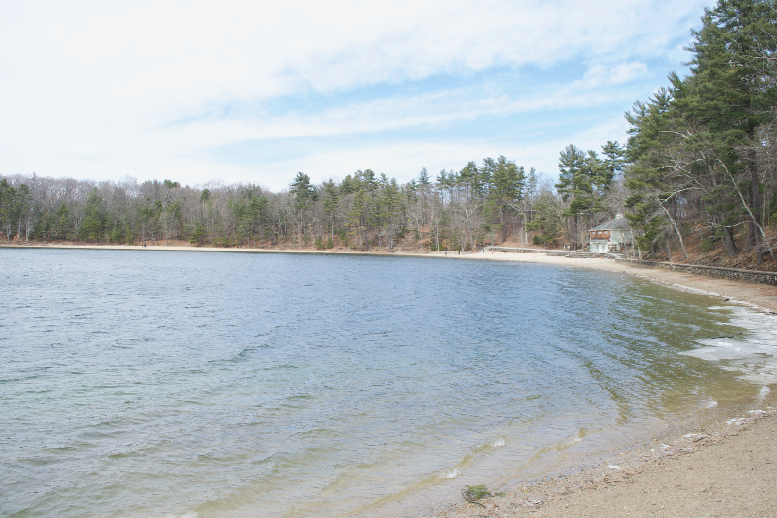 Visiting Walden Pond – Century Wood – notes from a Shropshire woodland