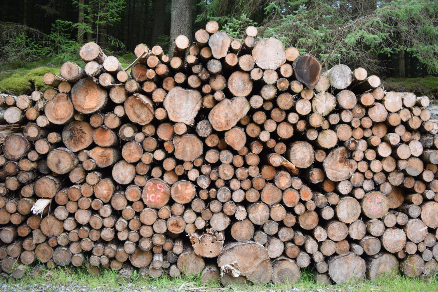 Firewood numbers – Century Wood – notes from a Shropshire woodland