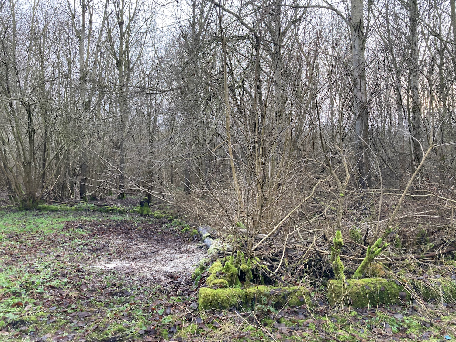Cutting hazel for firewood – Century Wood – notes from a Shropshire ...