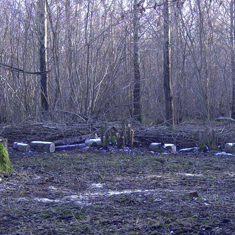 Cutting hazel for firewood – Century Wood – notes from a Shropshire ...